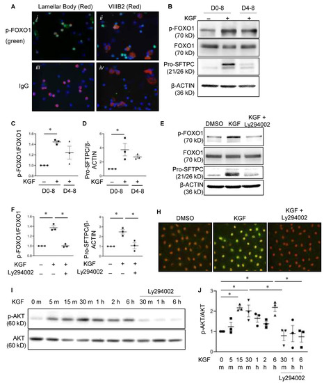 FOXO1 Couples KGF and PI-3K/AKT Signaling to NKX2.1-Regulated ...