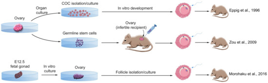 Artificial Oocyte: Development and Potential Application
