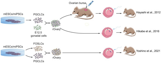 Artificial Oocyte: Development and Potential Application