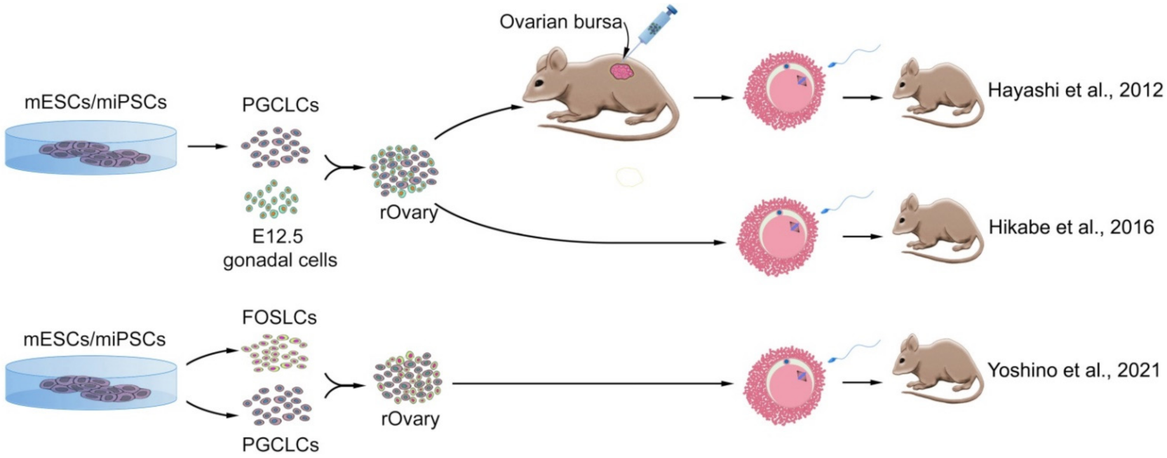Artificial Oocyte: Development and Potential Application