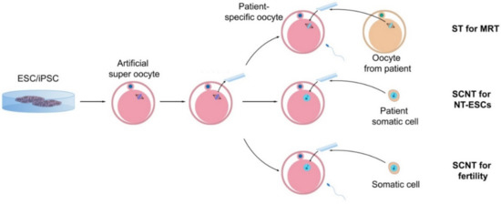 Artificial Oocyte: Development and Potential Application