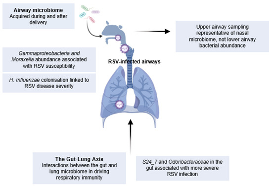 Mucosal Immune Responses to Respiratory Syncytial Virus