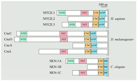 NGLY1 Deficiency, a Congenital Disorder of Deglycosylation: From ...