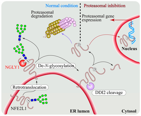 NGLY1 Deficiency, a Congenital Disorder of Deglycosylation: From ...
