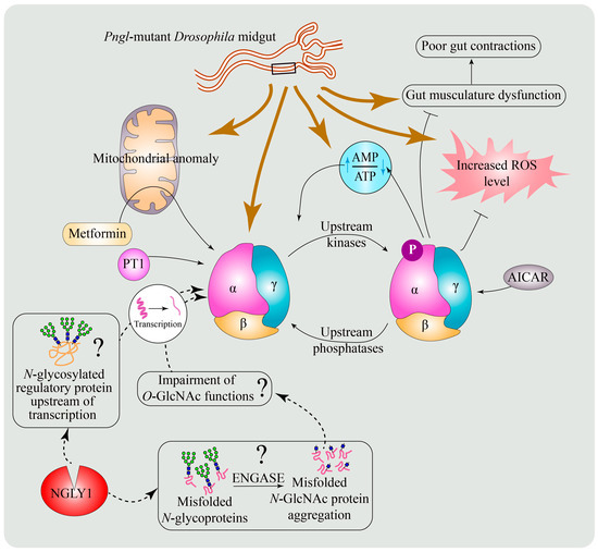 NGLY1 Deficiency, a Congenital Disorder of Deglycosylation: From ...