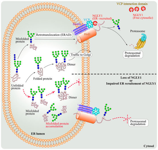 NGLY1 Deficiency, a Congenital Disorder of Deglycosylation: From ...