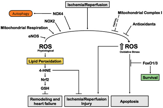 An Overview of the Molecular Mechanisms Associated with Myocardial ...