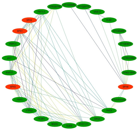 Identification, Structural, and Expression Analyses of SPX Genes in ...