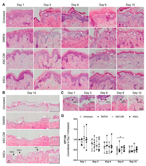 Cells | An Open Access Journal from MDPI