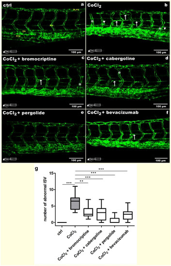 Cells | An Open Access Journal from MDPI