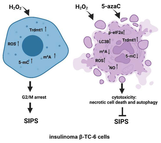 Cells | An Open Access Journal from MDPI