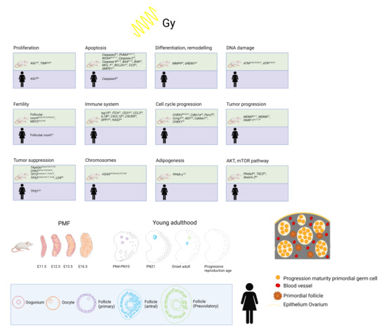 Cells | An Open Access Journal from MDPI