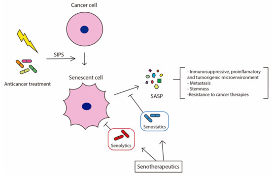 Senotherapeutics in Cancer and HIV