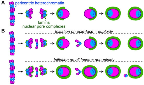 The Cell Biology of Heterochromatin
