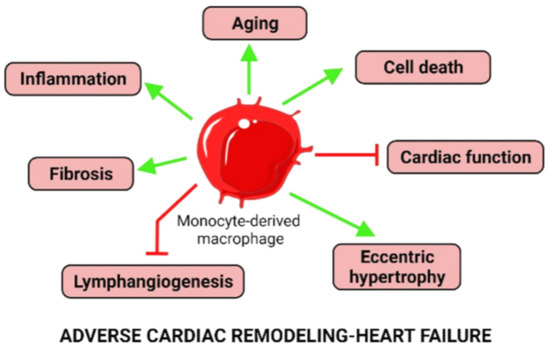 Early Protective Role of Inflammation in Cardiac Remodeling and Heart ...