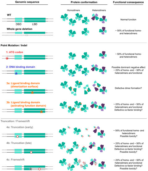 Pathophysiological Heterogeneity of the BBSOA Neurodevelopmental Syndrome