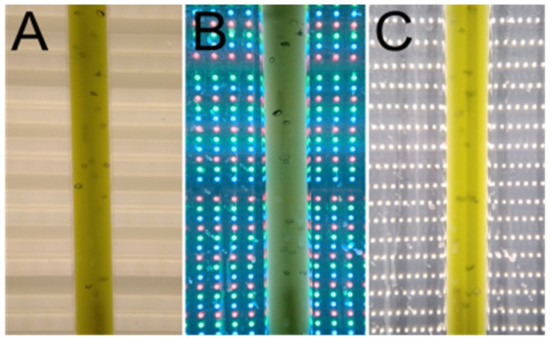 The Effect of Variable Light Source and Light Intensity on the Growth ...