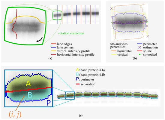 Continuous Percoll Gradient Centrifugation of Erythrocytes—Explanation ...
