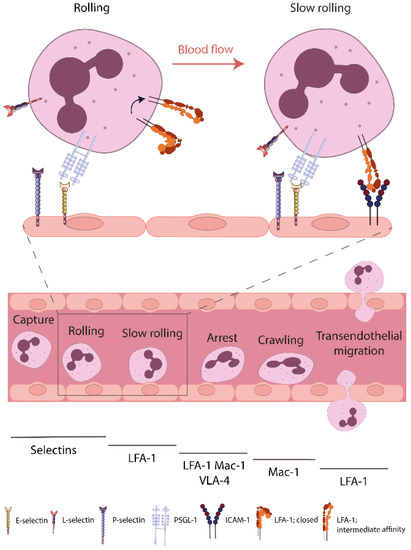 Selectin-Mediated Signaling—Shedding Light on the Regulation of ...