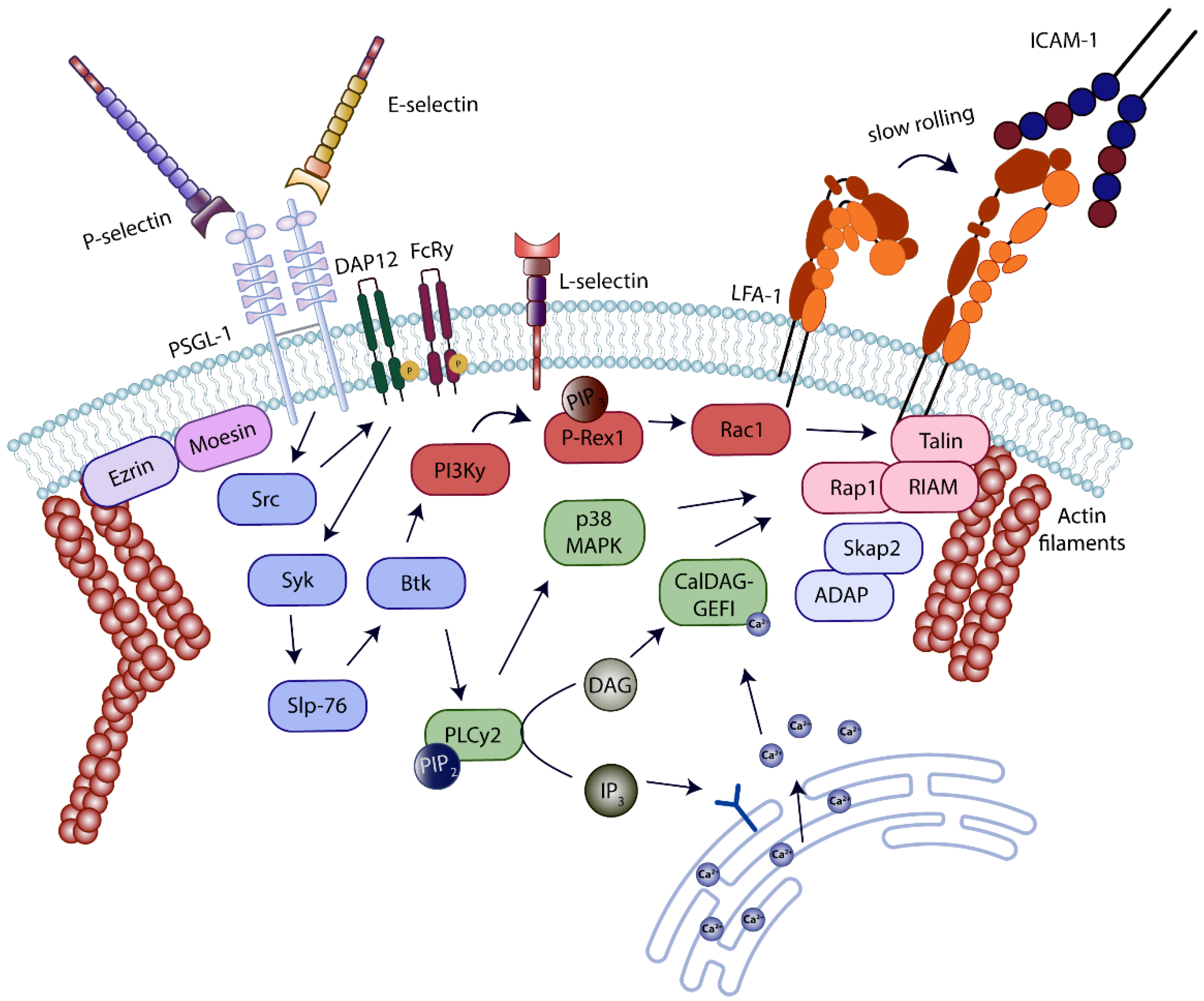 Selectin-Mediated Signaling—Shedding Light on the Regulation of ...