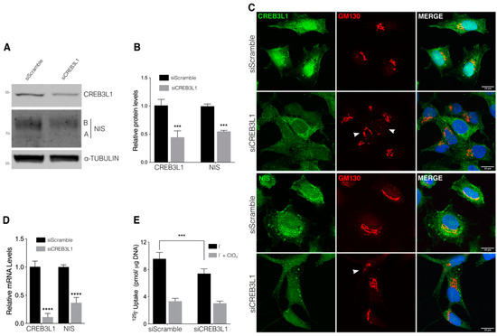 Transcription Factor CREB3L1 Regulates the Expression of the Sodium ...