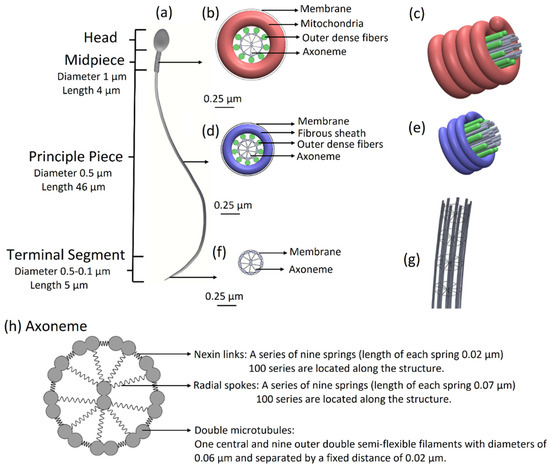 Prediction of Sperm Progression in Three Dimensions Using Rapid Optical ...
