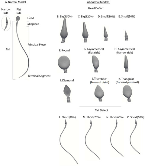 Prediction of Sperm Progression in Three Dimensions Using Rapid Optical ...