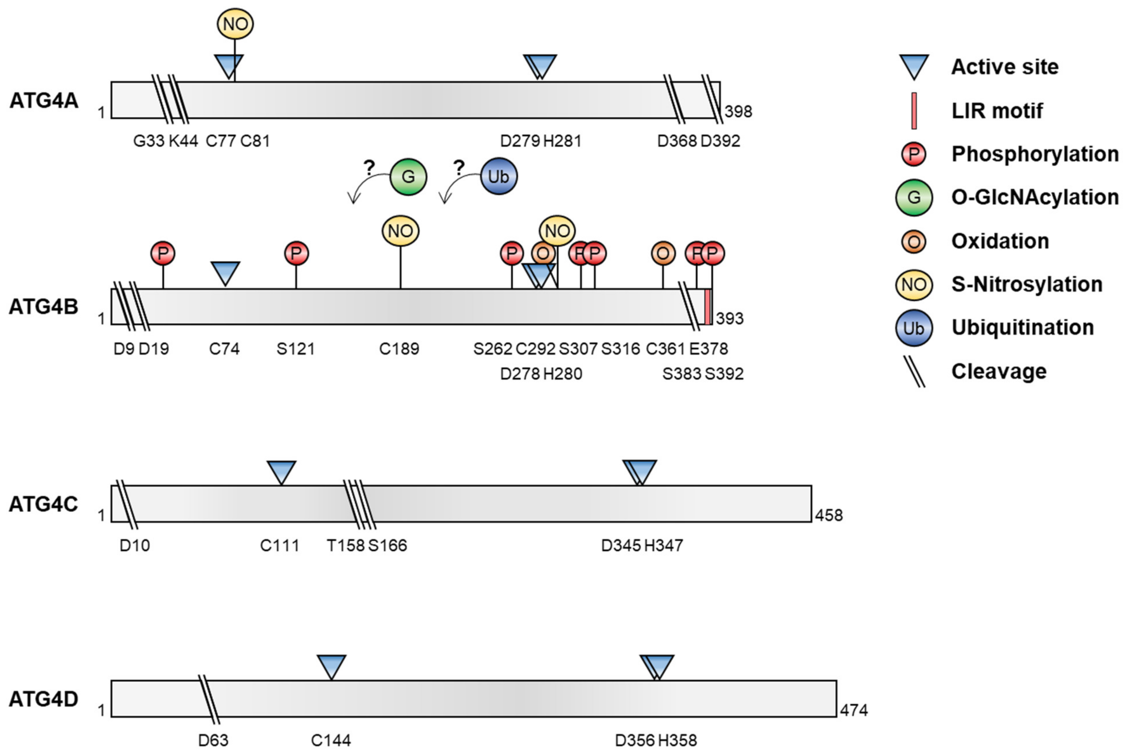 Cells Free Full Text Post Translational Modifications Of Atg4b In