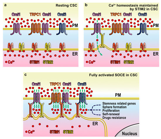 Store-Operated Calcium Entry and Its Implications in Cancer Stem Cells