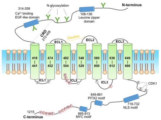 Research Status of the Orphan G Protein Coupled Receptor 158 and Future ...