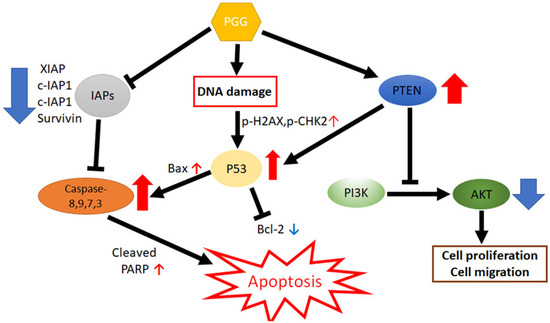 Apoptotic and DNA Damage Effect of 1,2,3,4,6-Penta-O-galloyl-beta-D ...