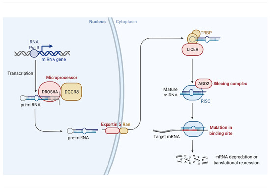 MicroRNAs as Regulators of Phagocytosis