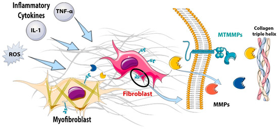 Properties and Functions of Fibroblasts and Myofibroblasts in ...