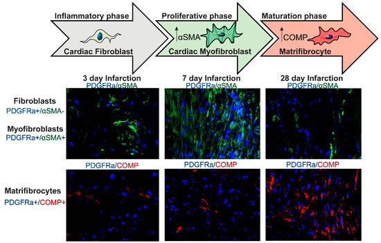 Properties and Functions of Fibroblasts and Myofibroblasts in Myocardial Infarction