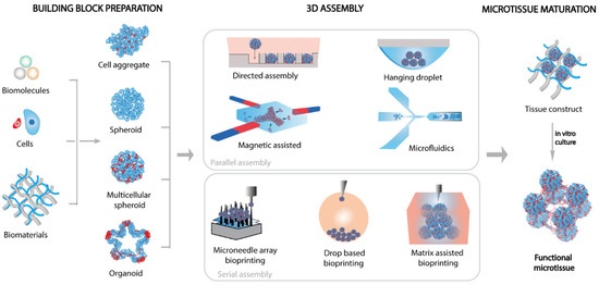 Cells | Free Full-Text | Cell Aggregate Assembly through ...