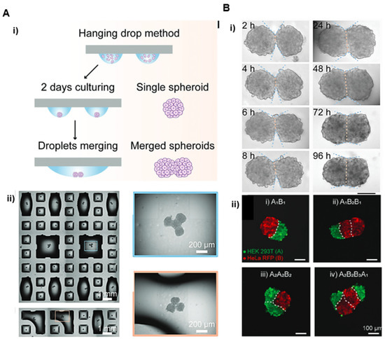 Cell Aggregate Assembly through Microengineering for Functional Tissue ...