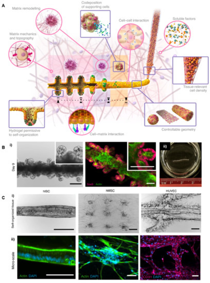 Cell Aggregate Assembly through Microengineering for Functional Tissue ...