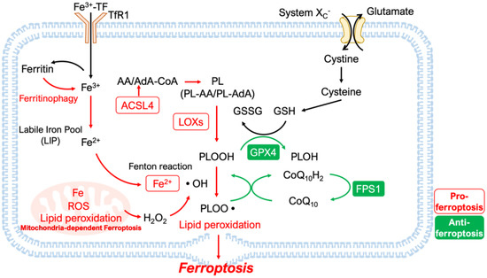Cells | Free Full-Text | The Role of Ferroptosis in Adverse Left ...