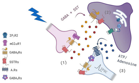 Astrocytes Modulate Somatostatin Interneuron Signaling in the Visual Cortex