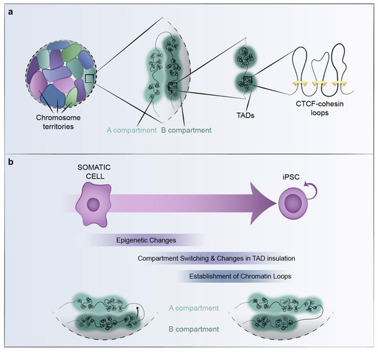 Epigenetics, Enhancer Function and 3D Chromatin Organization in ...