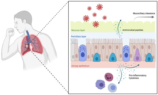 Respiratory Viral and Bacterial Exacerbations of COPD—The Role of the ...