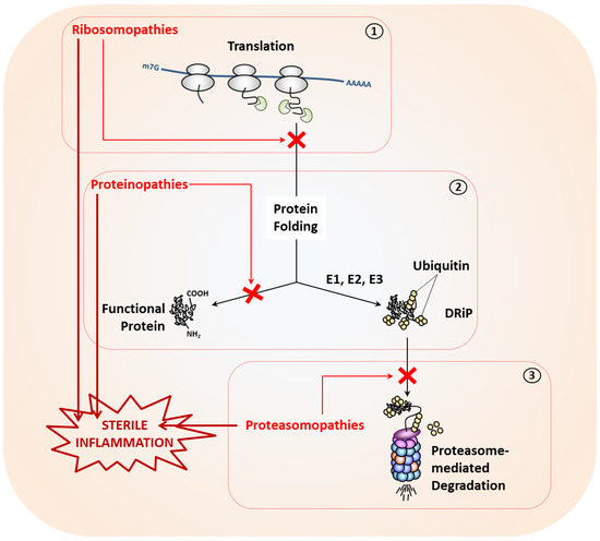 Proteostasis Perturbations and Their Roles in Causing Sterile ...