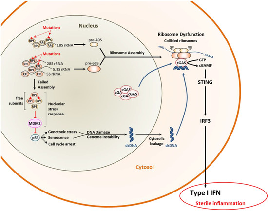 Proteostasis Perturbations and Their Roles in Causing Sterile ...