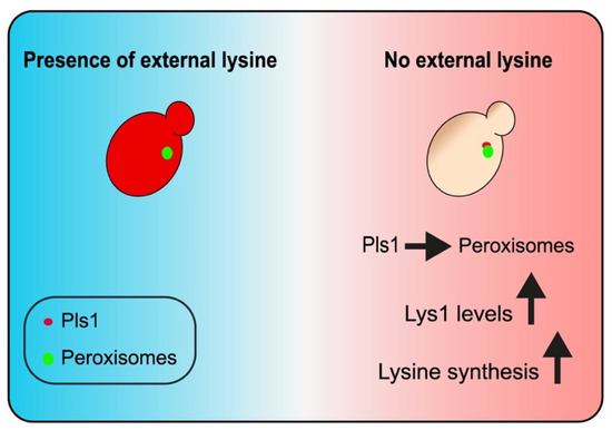 Pls1 Is a Peroxisomal Matrix Protein with a Role in Regulating Lysine ...