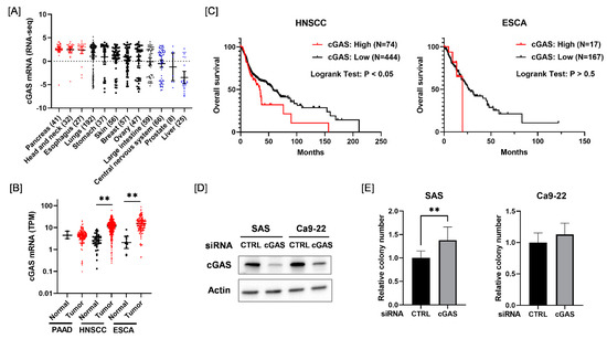 cGAS Regulates the Radioresistance of Human Head and Neck Squamous Cell ...