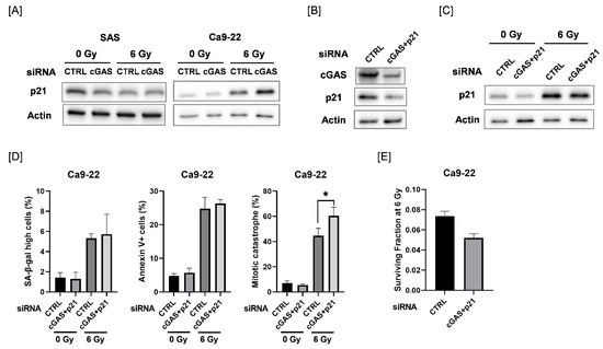 cGAS Regulates the Radioresistance of Human Head and Neck Squamous Cell ...