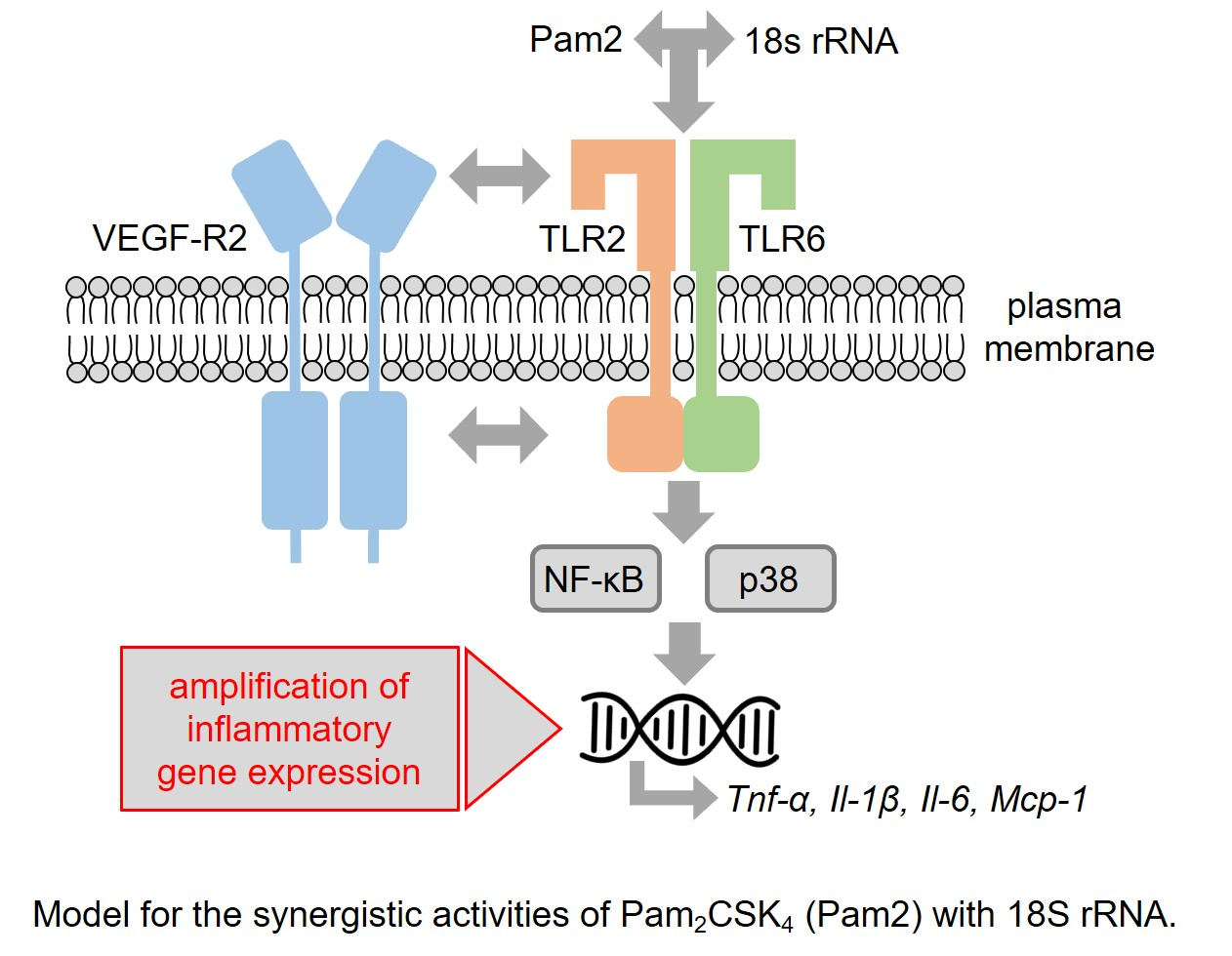 Cells | Free Full-Text | Extracellular Ribosomal RNA Acts ...