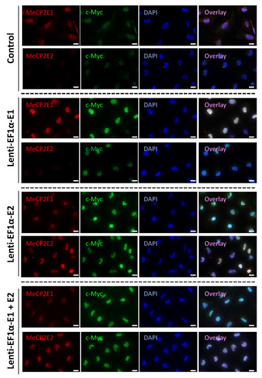 Differential Sensitivity of the Protein Translation Initiation ...