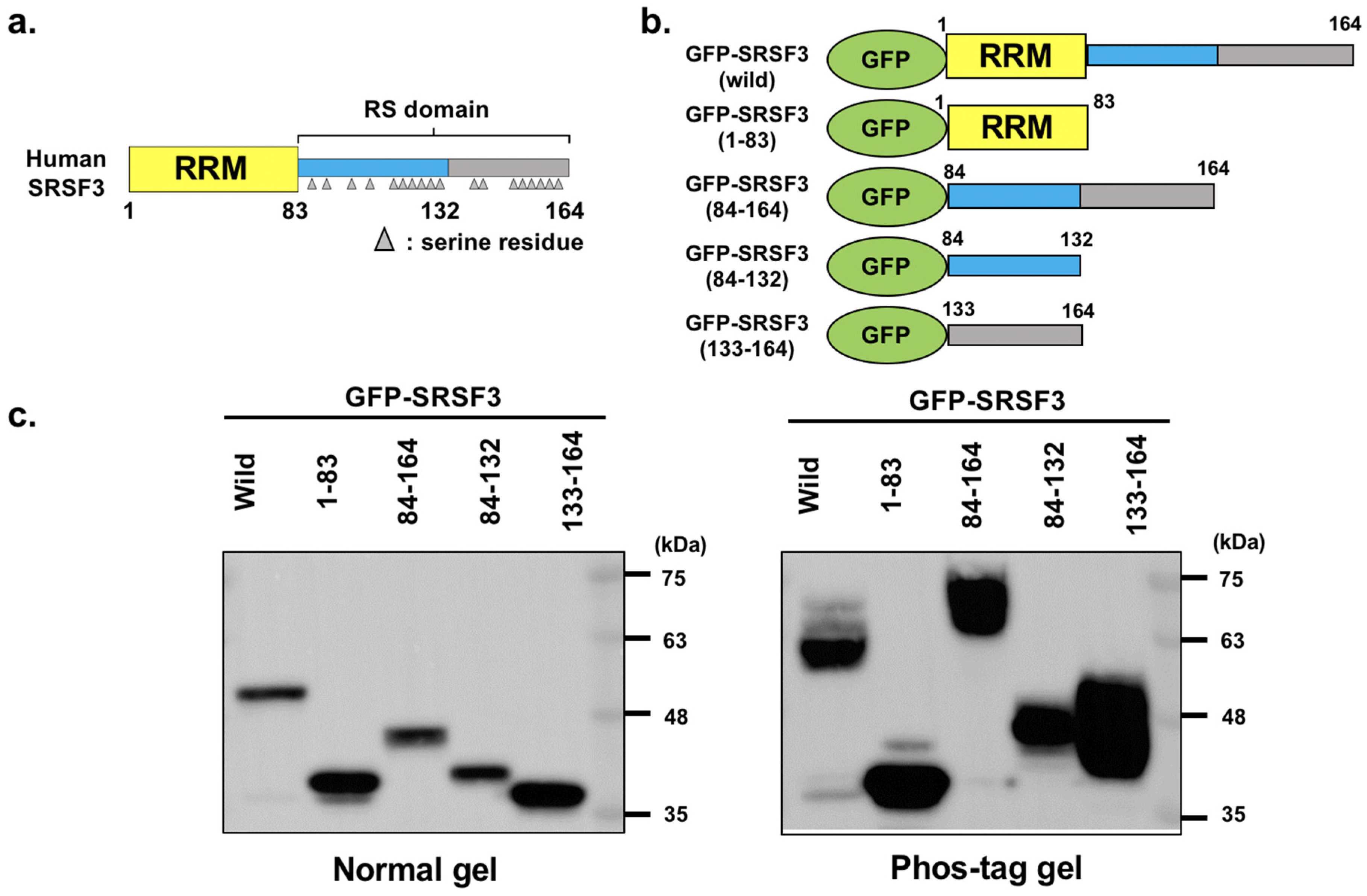 Multiple Phosphorylations of SR Protein SRSF3 and Its Binding to m6A ...