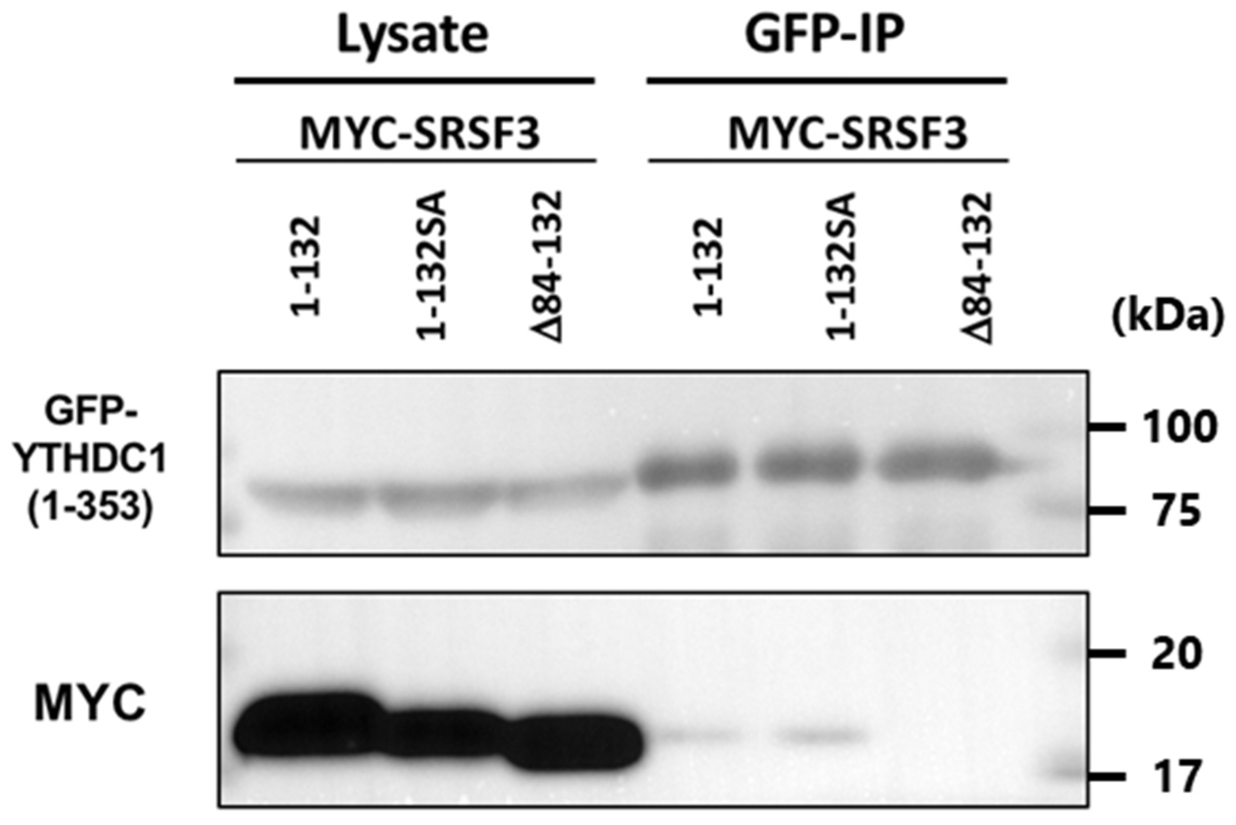Multiple Phosphorylations of SR Protein SRSF3 and Its Binding to m6A ...